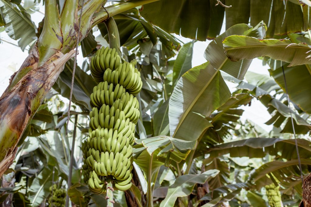 Bananenpalmen im Topf oder Garten pflanzen – Pflege, Wintertipps & was ...